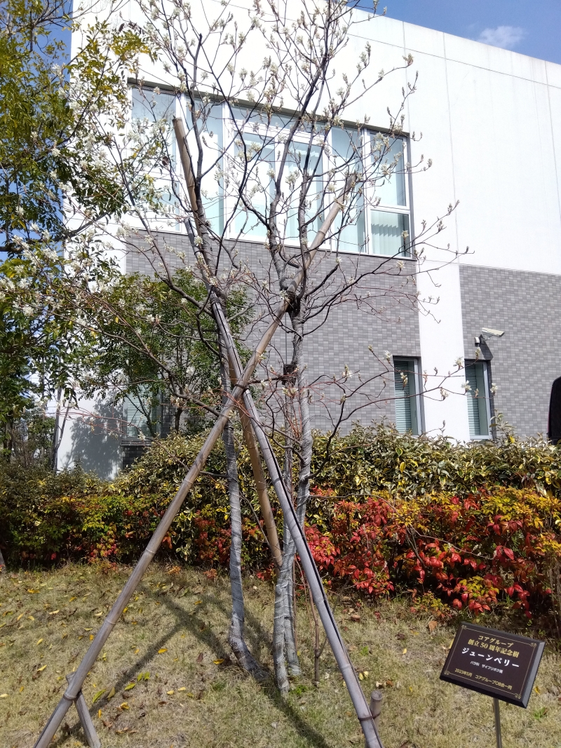 ジューンベリー開花しました – コアグループOB会